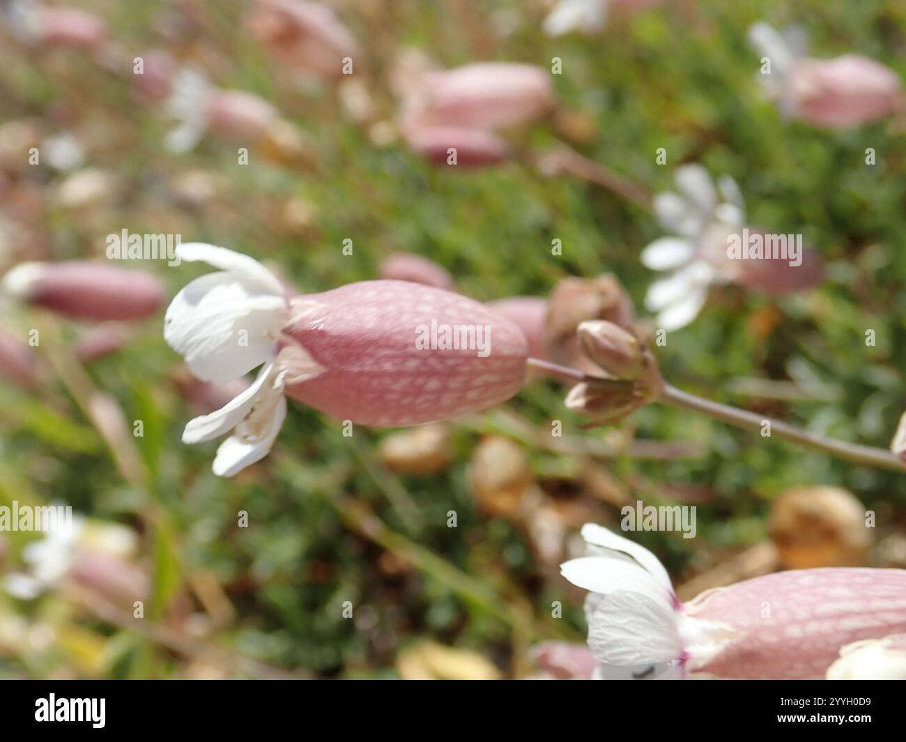 Sea Campion (Silene uniflora Stock Photo - Alamy