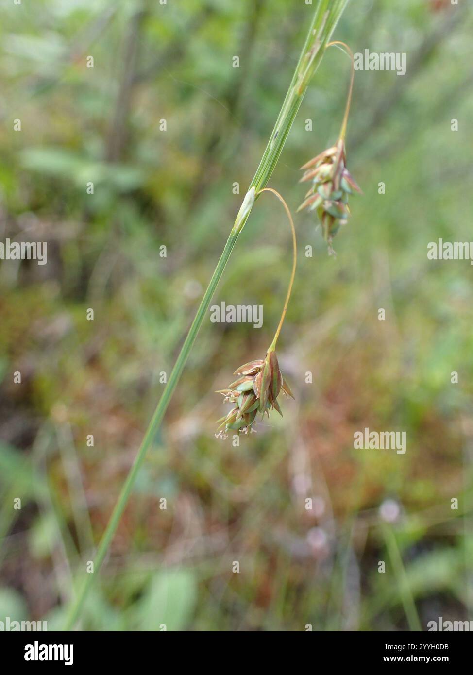 Tall Bog-sedge (Carex magellanica Stock Photo - Alamy