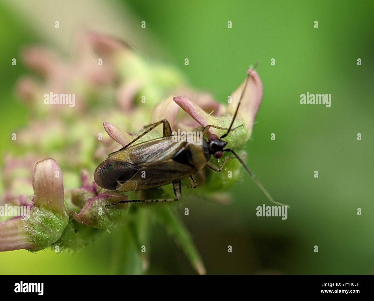Common Nettle Flower Bug (Plagiognathus arbustorum Stock Photo - Alamy