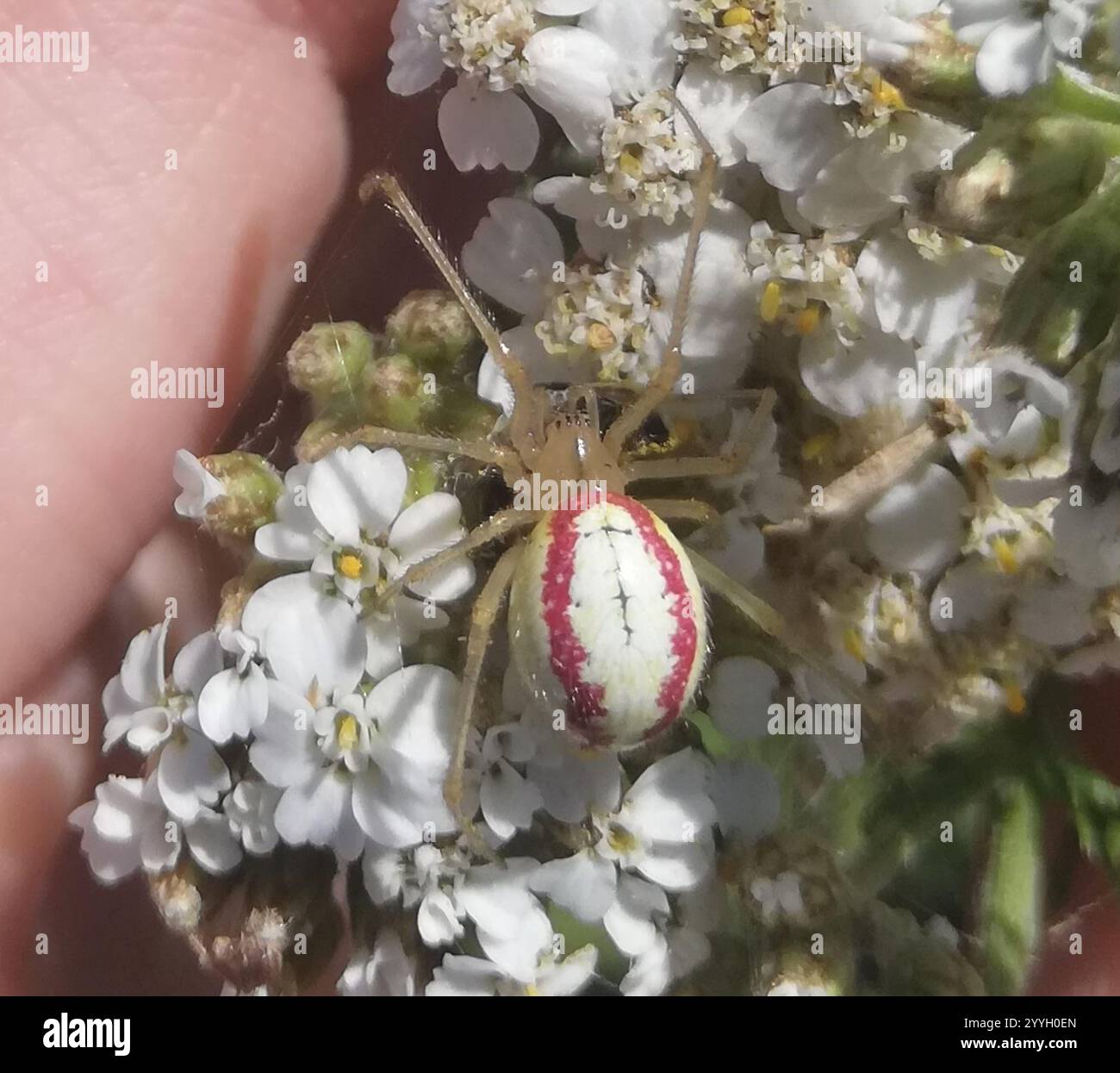Candy-striped Spider complex (Enoplognatha ovata Stock Photo - Alamy