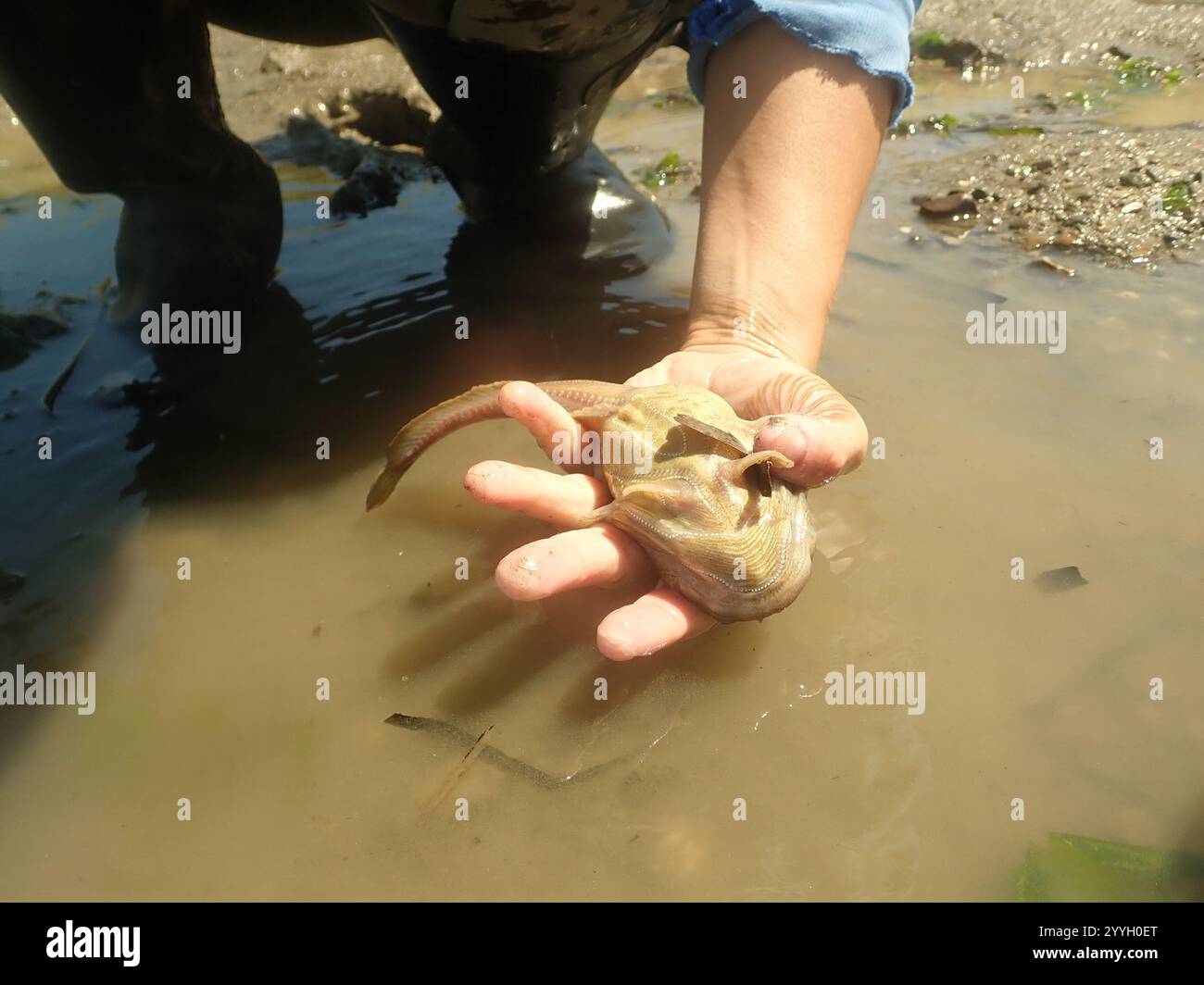 Plainfin hi-res stock photography and images - Alamy