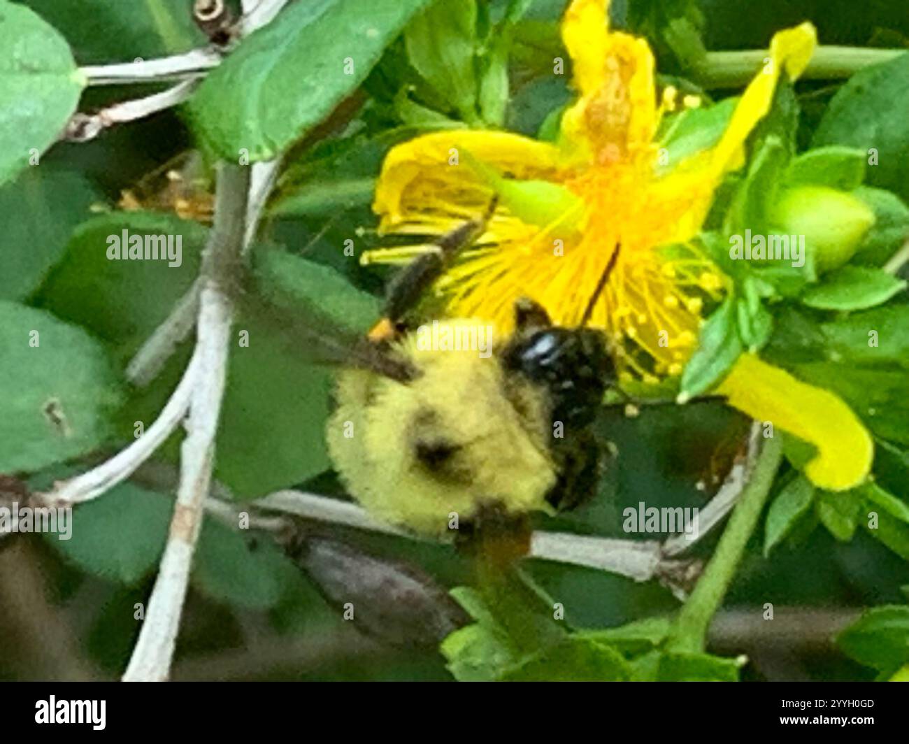 Two-spotted Bumble Bee (Bombus bimaculatus Stock Photo - Alamy