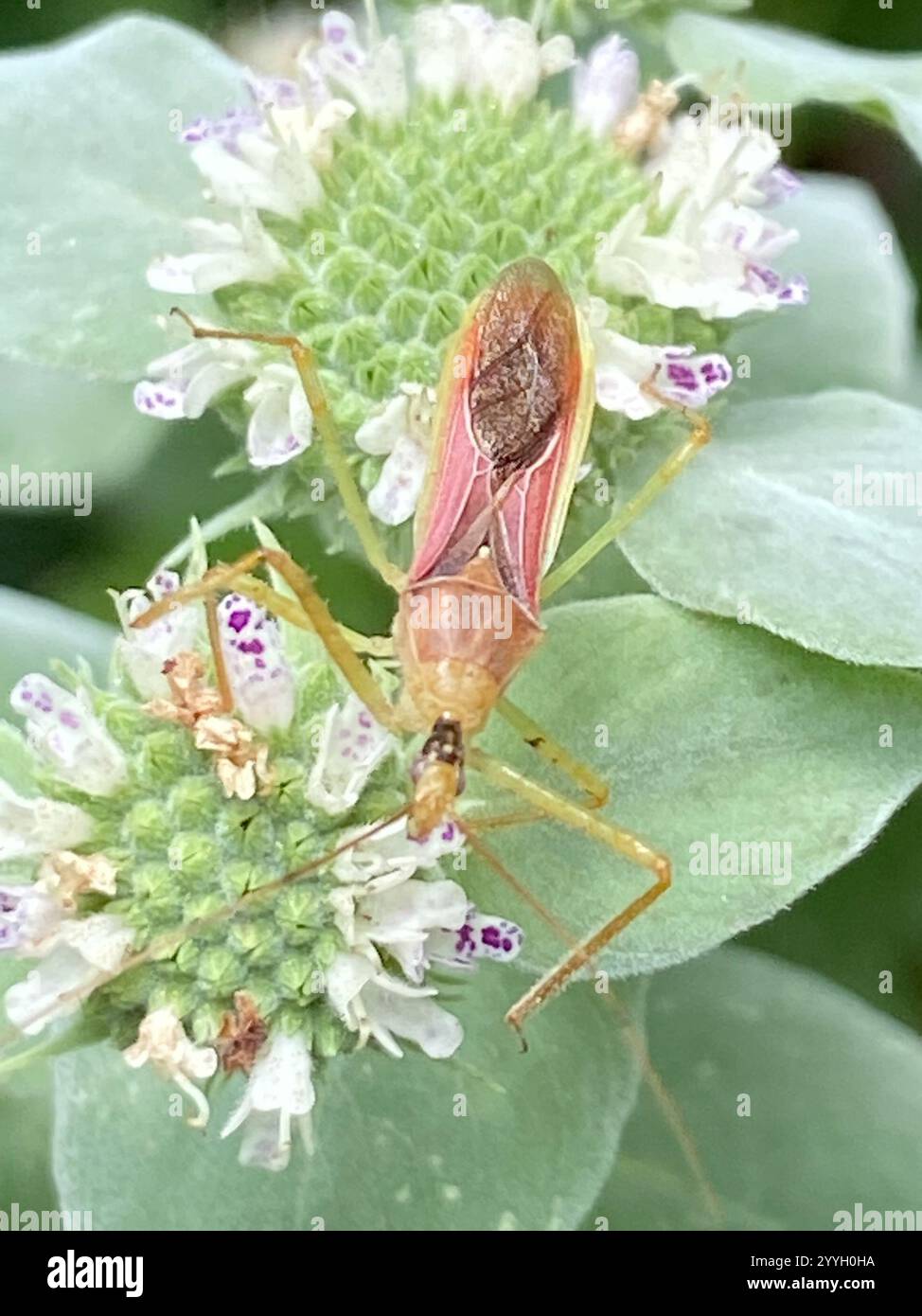 Leafhopper assassin bug hi-res stock photography and images - Alamy