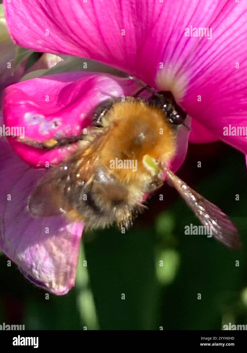 Common Carder Bumble Bee (Bombus pascuorum Stock Photo - Alamy