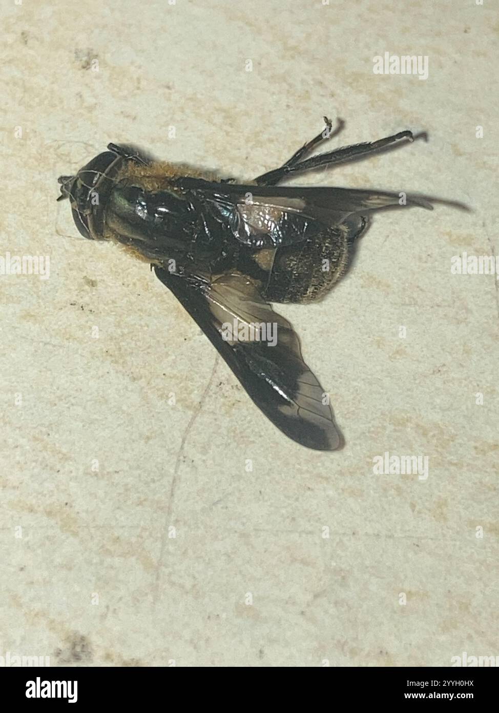 Splayed deer fly chrysops caecutiens hi-res stock photography and ...