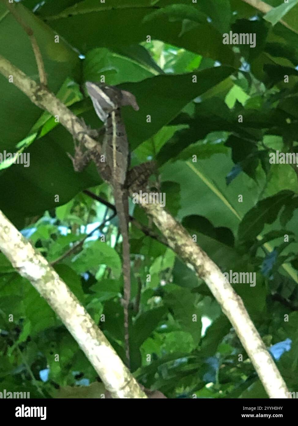 Common Basilisk (Basiliscus basiliscus Stock Photo - Alamy