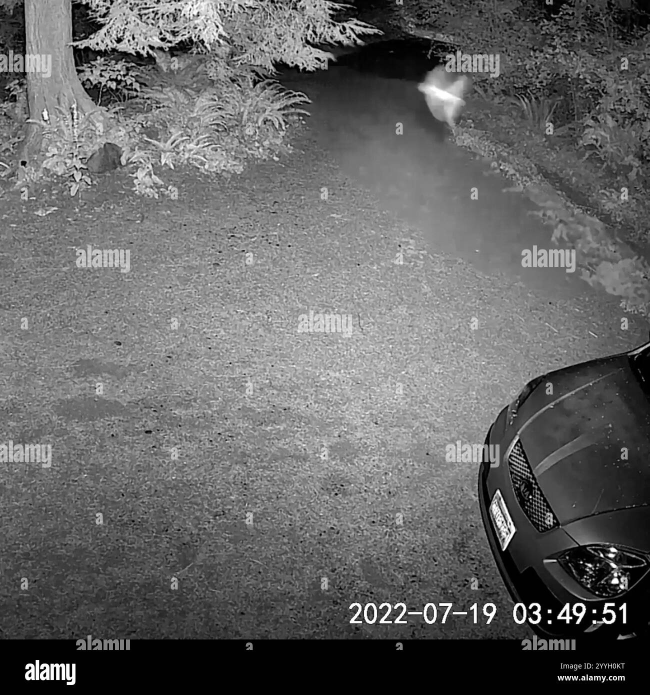 Evening Bats (Vespertilionidae Stock Photo - Alamy