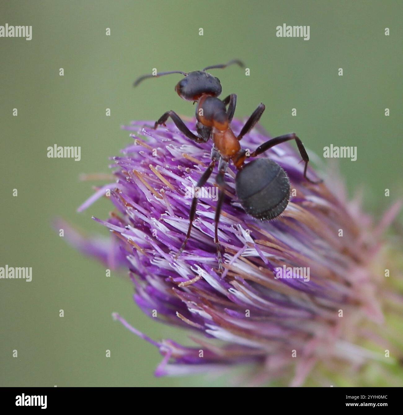 rufa-group Wood Ants (Formica rufa Stock Photo - Alamy