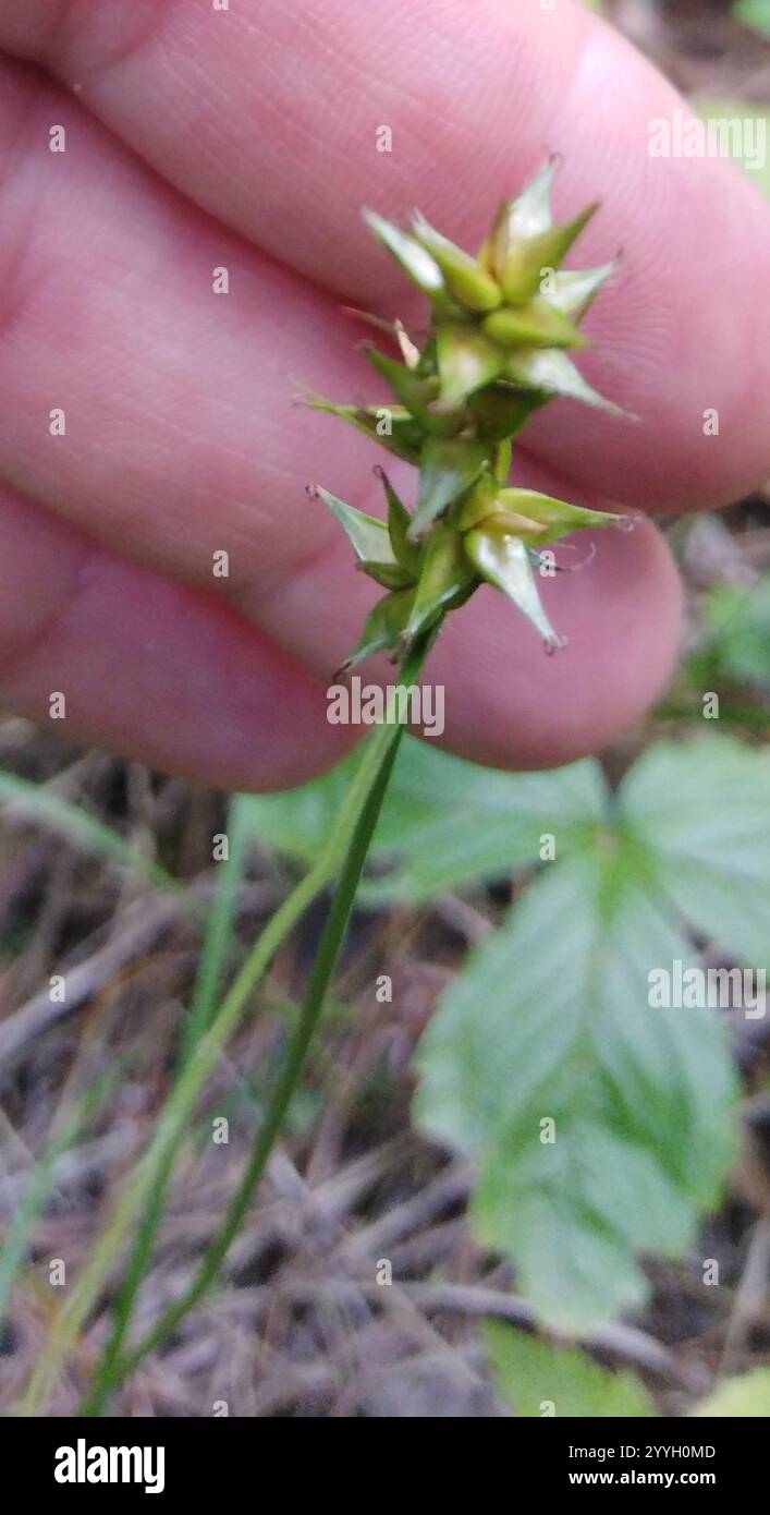 Spiked Sedge (Carex spicata Stock Photo - Alamy