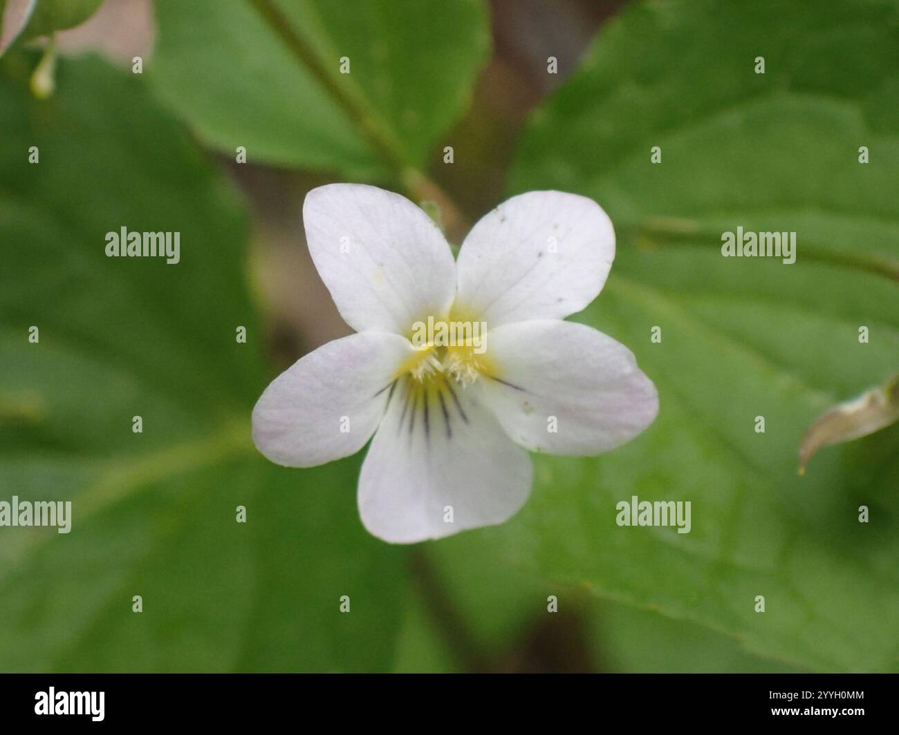 Canada violet viola canadensis hi-res stock photography and images - Alamy
