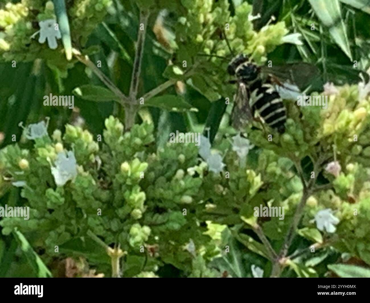 Longhorn-cuckoo bees (Triepeolus Stock Photo - Alamy