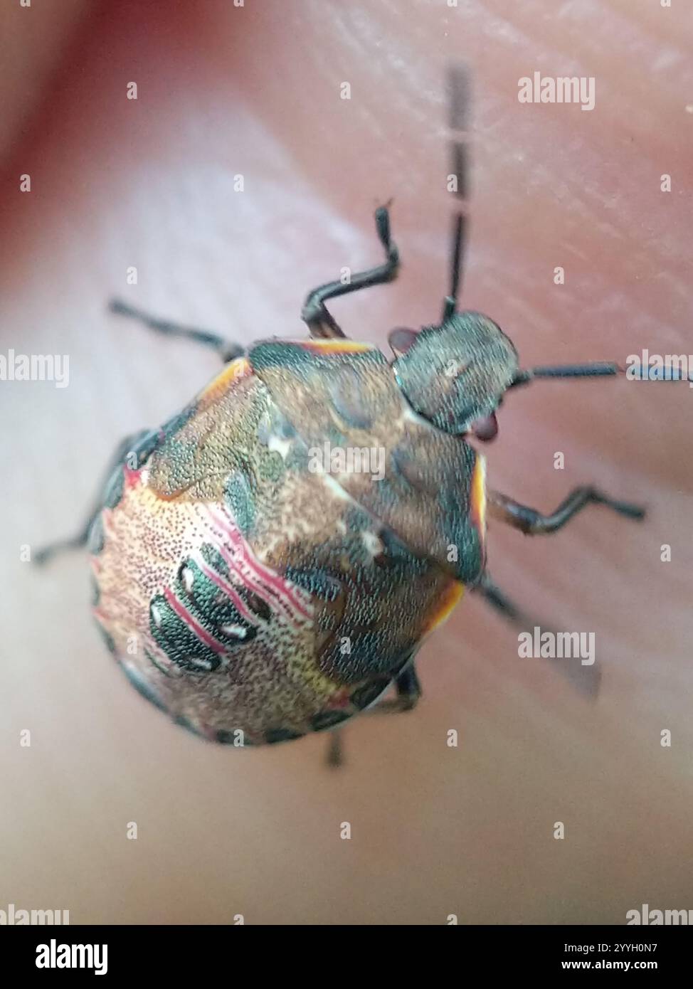 Dendrocoris humeralis hi-res stock photography and images - Alamy