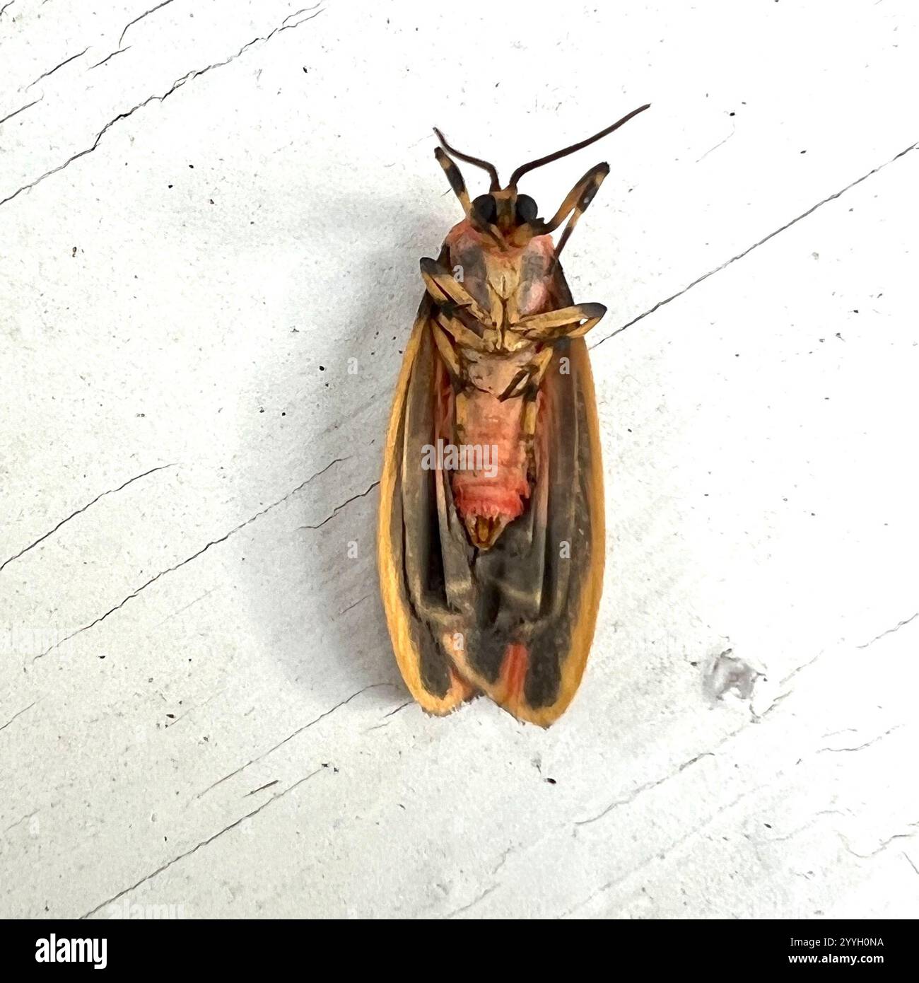 Painted Lichen Moth (Hypoprepia fucosa Stock Photo - Alamy