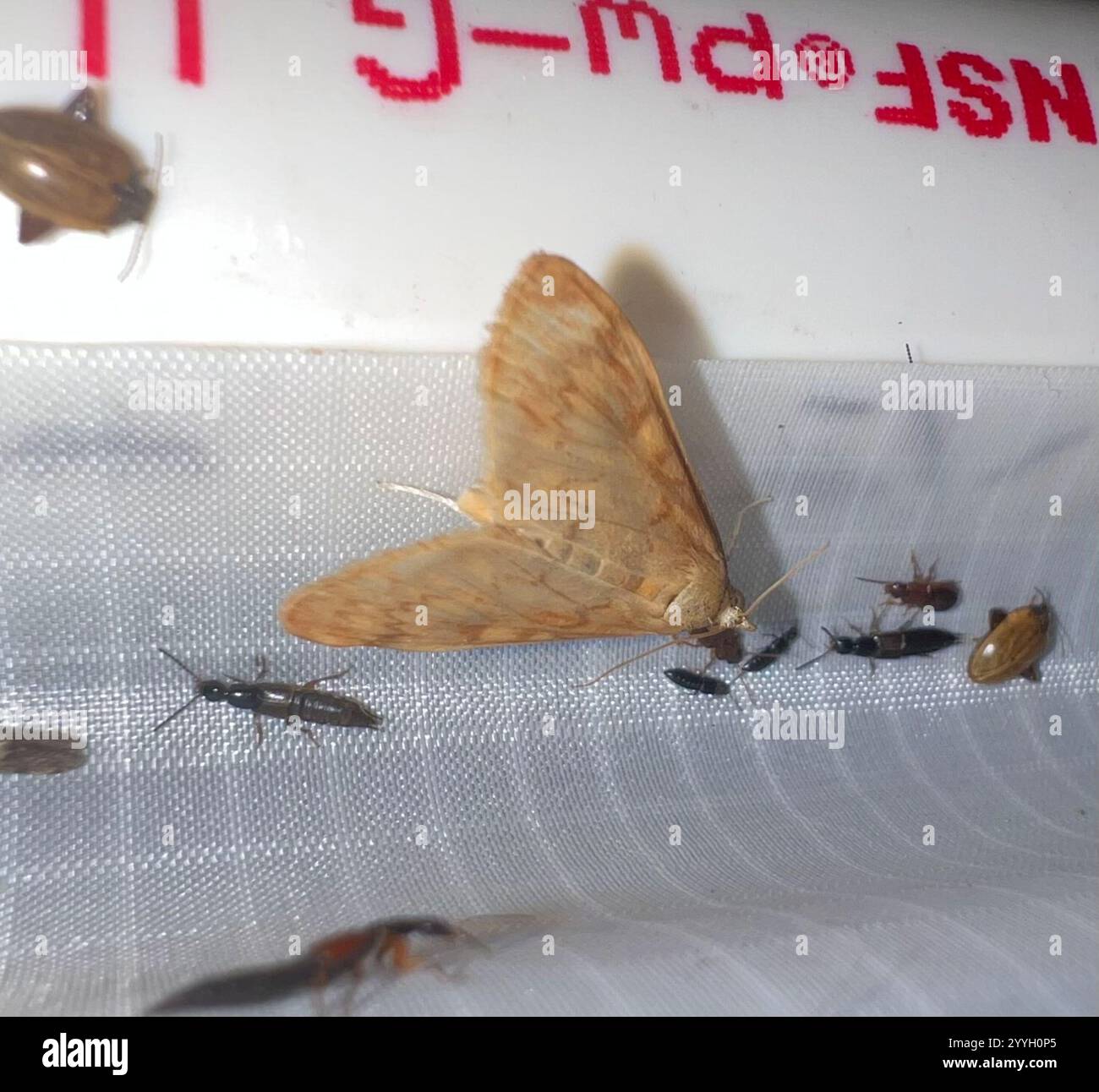 Falcate Sericoplaga (Sericoplaga externalis Stock Photo - Alamy