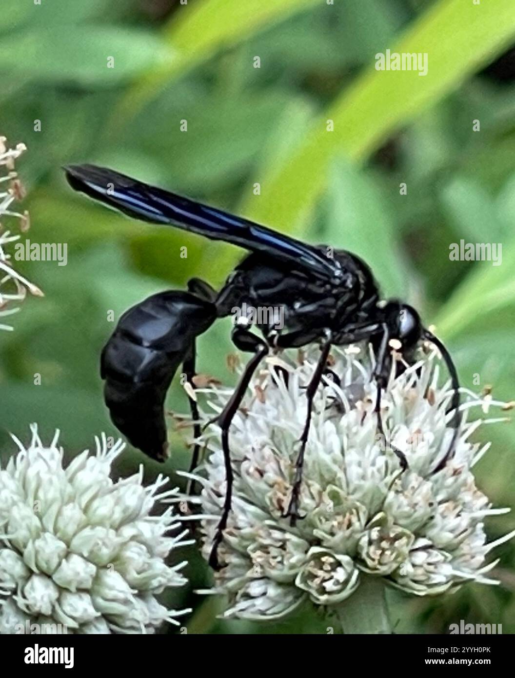 Great Black Digger Wasp (Sphex pensylvanicus Stock Photo - Alamy