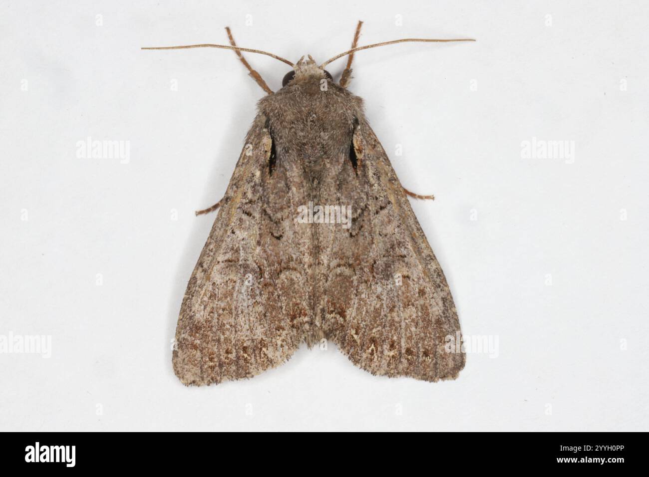 Sordens hi-res stock photography and images - Alamy