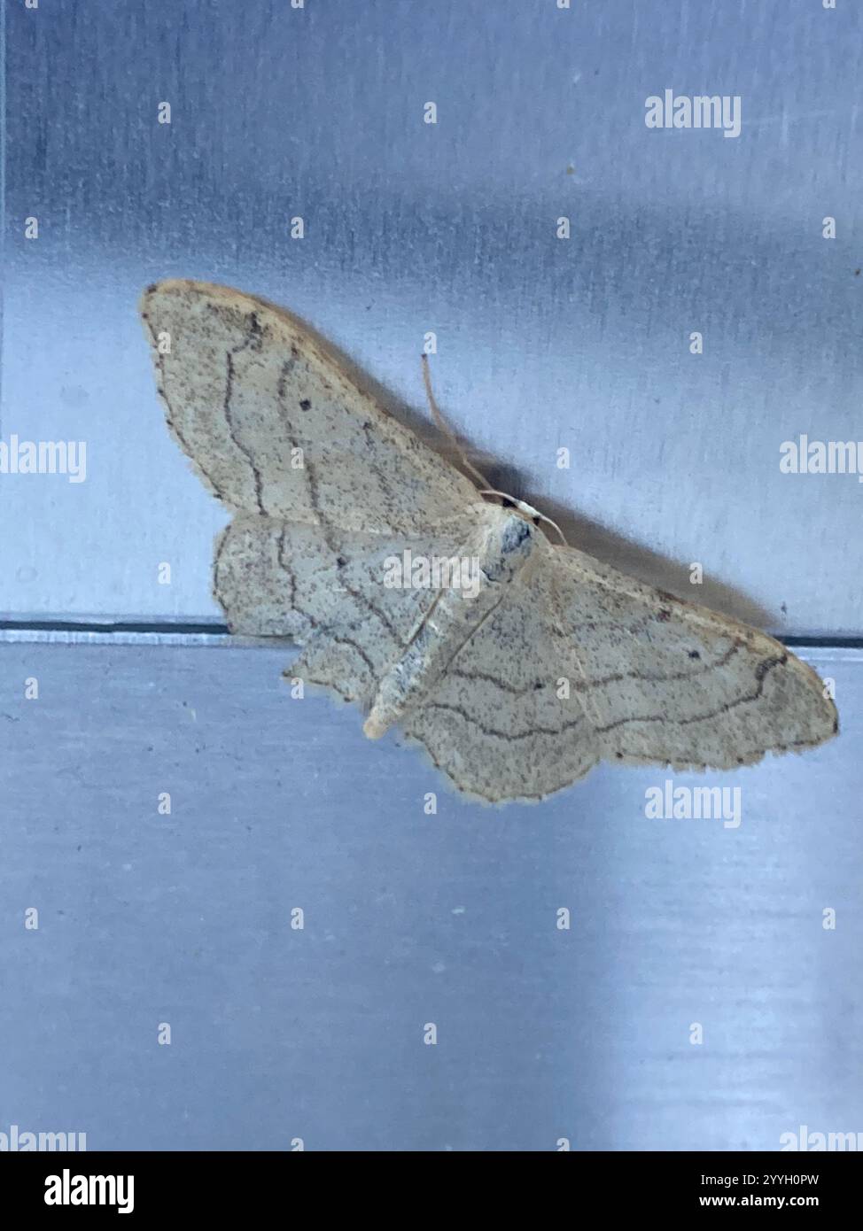 Riband Wave (Idaea aversata Stock Photo - Alamy