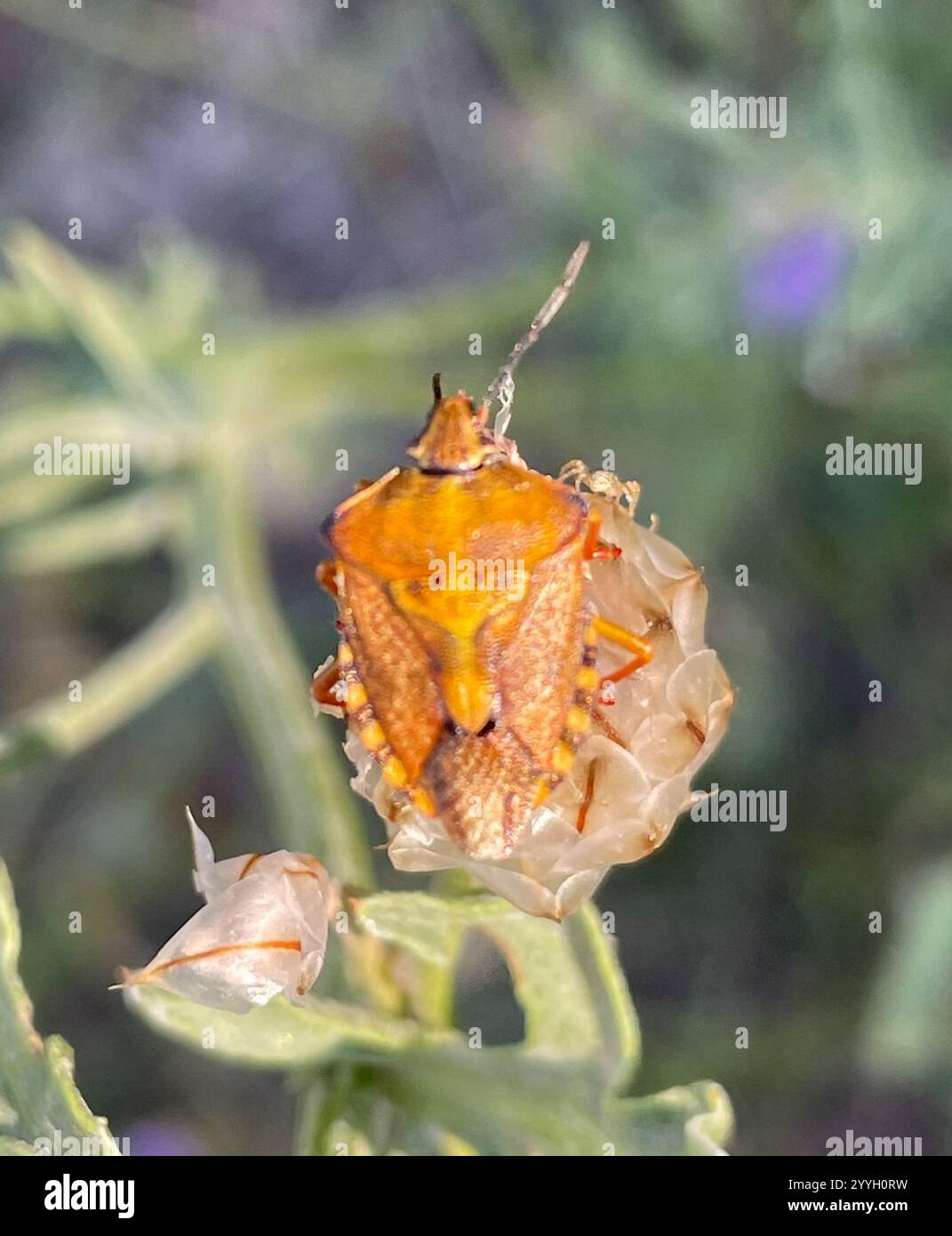 Black-shouldered Shieldbug (Carpocoris purpureipennis Stock Photo - Alamy