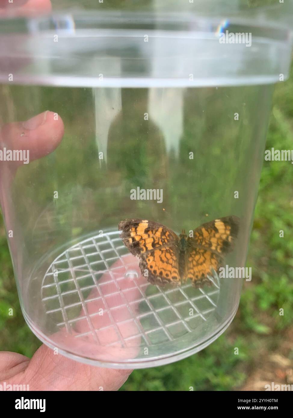 Pearl Crescent (Phyciodes tharos Stock Photo - Alamy