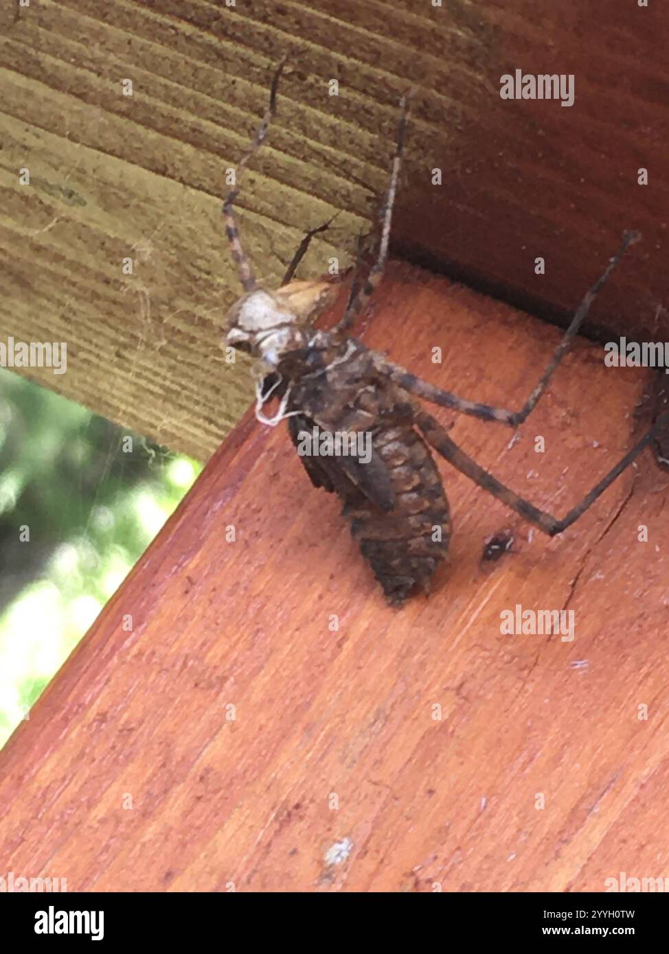 Stream Cruiser (Didymops transversa Stock Photo - Alamy