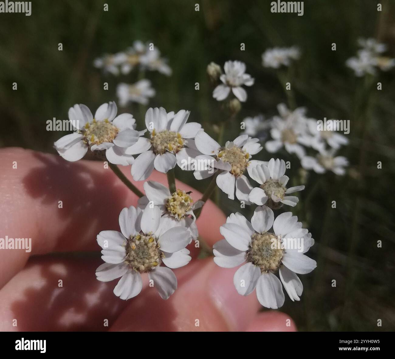 Sneezewort (Achillea ptarmica Stock Photo - Alamy