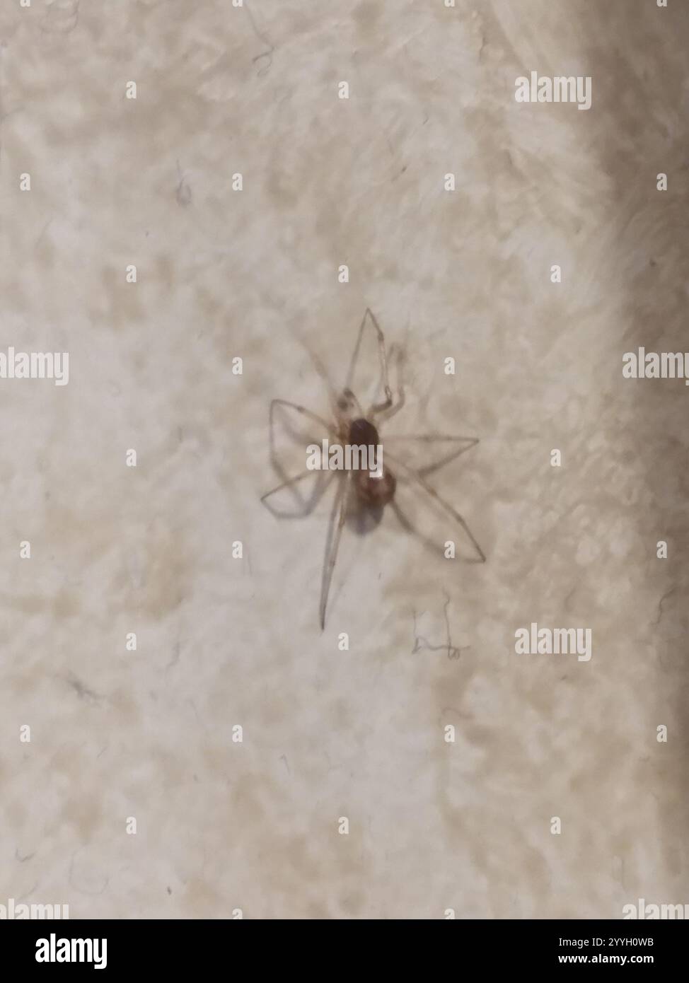 Triangulate Combfoot (Steatoda triangulosa Stock Photo - Alamy