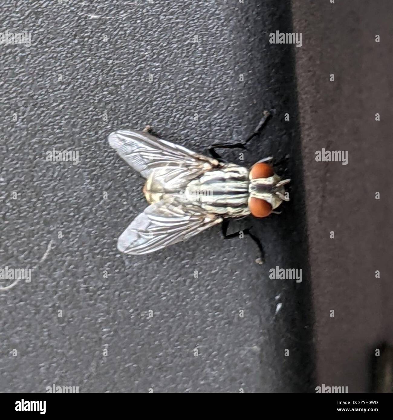 Common Flesh Flies (Sarcophaga Stock Photo - Alamy