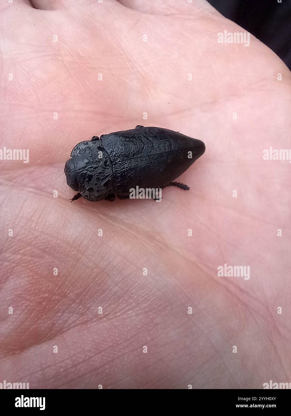 Flat-headed Root-borer (Capnodis tenebrionis Stock Photo - Alamy