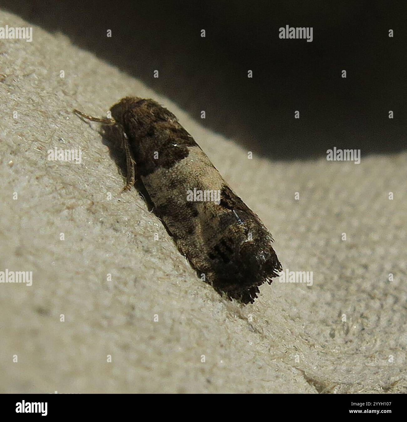Eye-spotted Bud Moth (Spilonota ocellana Stock Photo - Alamy