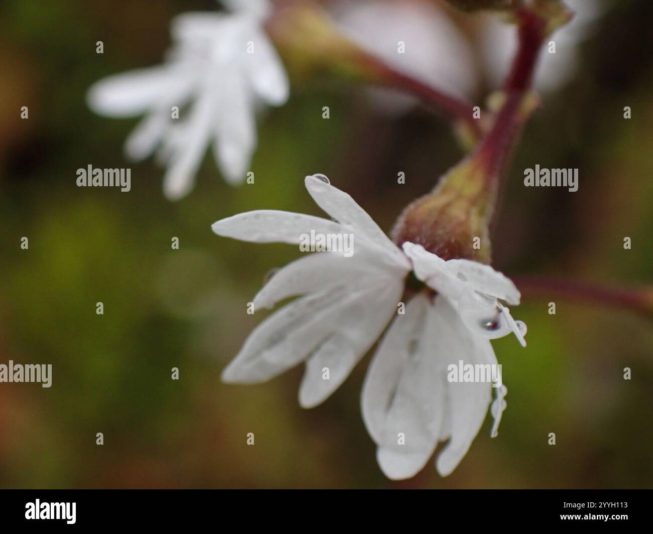smallflower woodland star (Lithophragma parviflorum Stock Photo - Alamy