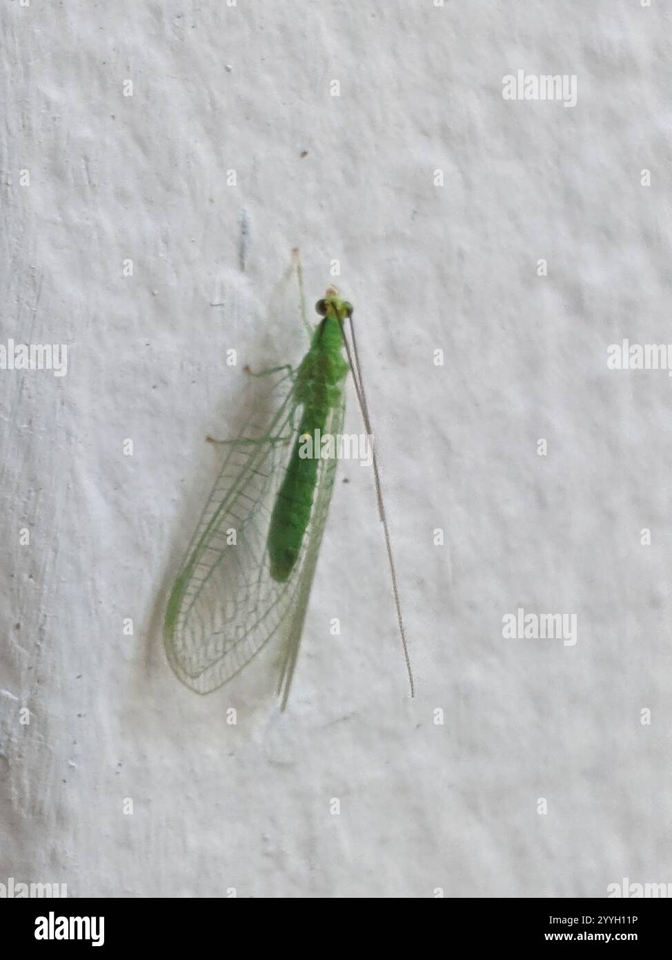 Red-lipped Green Lacewing (Chrysoperla rufilabris Stock Photo - Alamy
