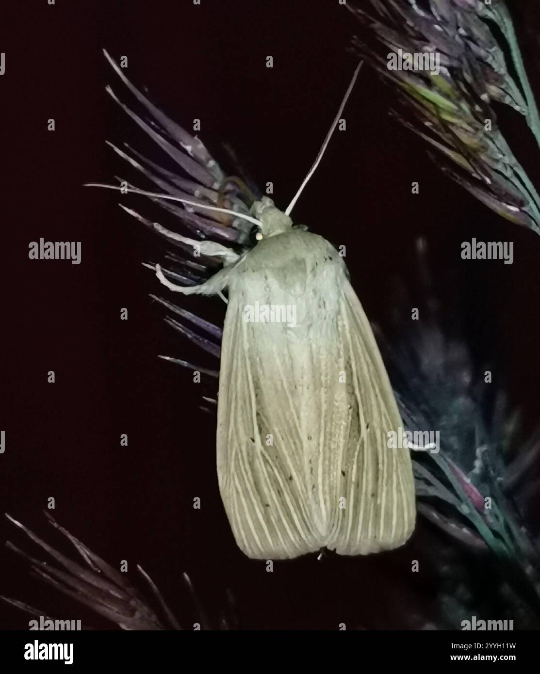 Smoky wainscot hi-res stock photography and images - Alamy