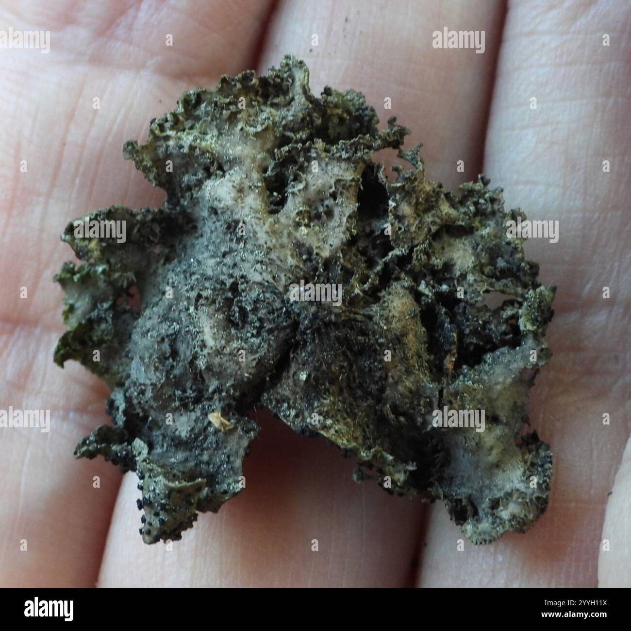 Torrefacta hi-res stock photography and images - Alamy