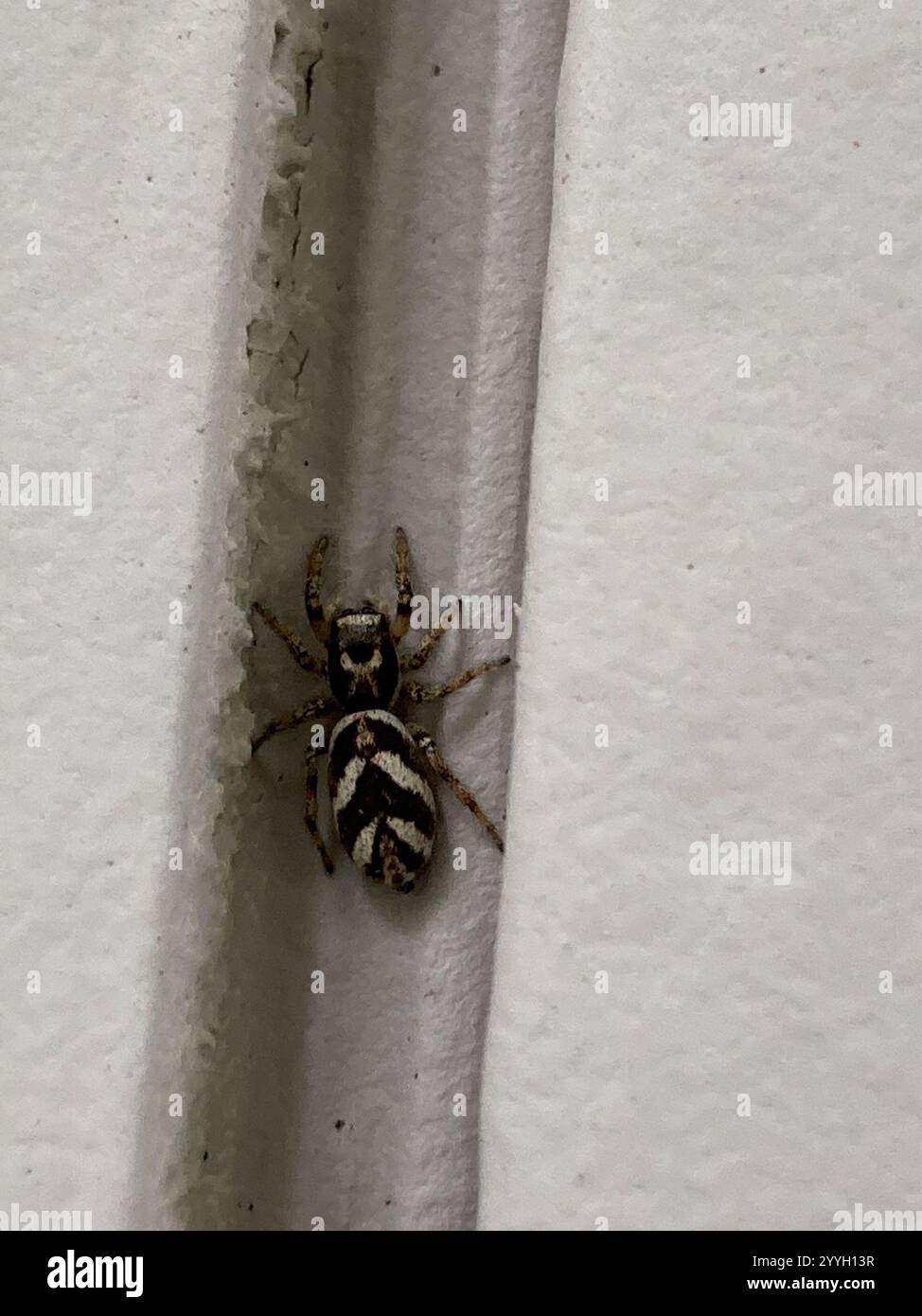 Zebra Jumping Spider (Salticus scenicus Stock Photo - Alamy