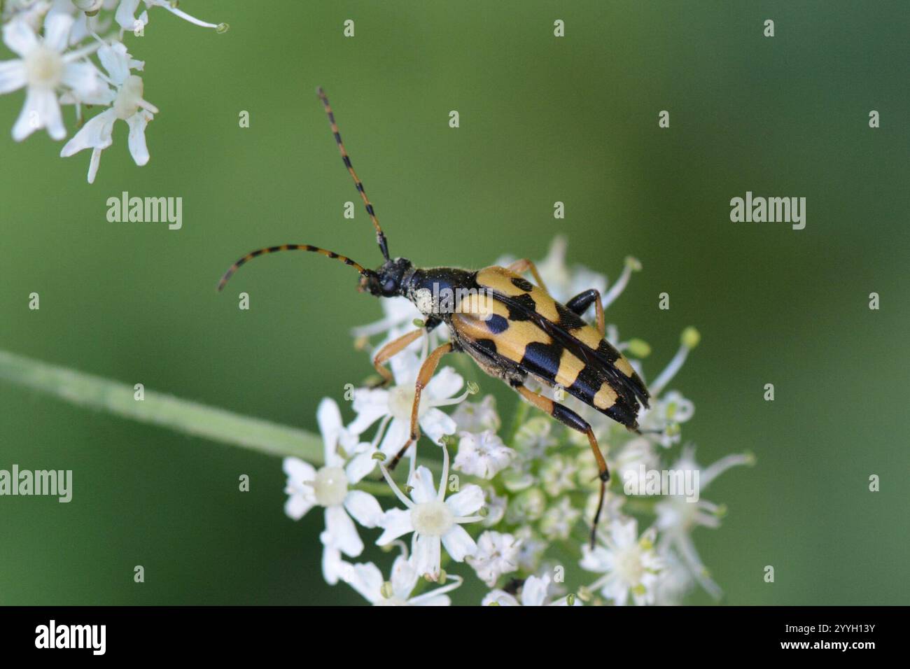 Spotted Longhorn Beetle (Rutpela maculata Stock Photo - Alamy