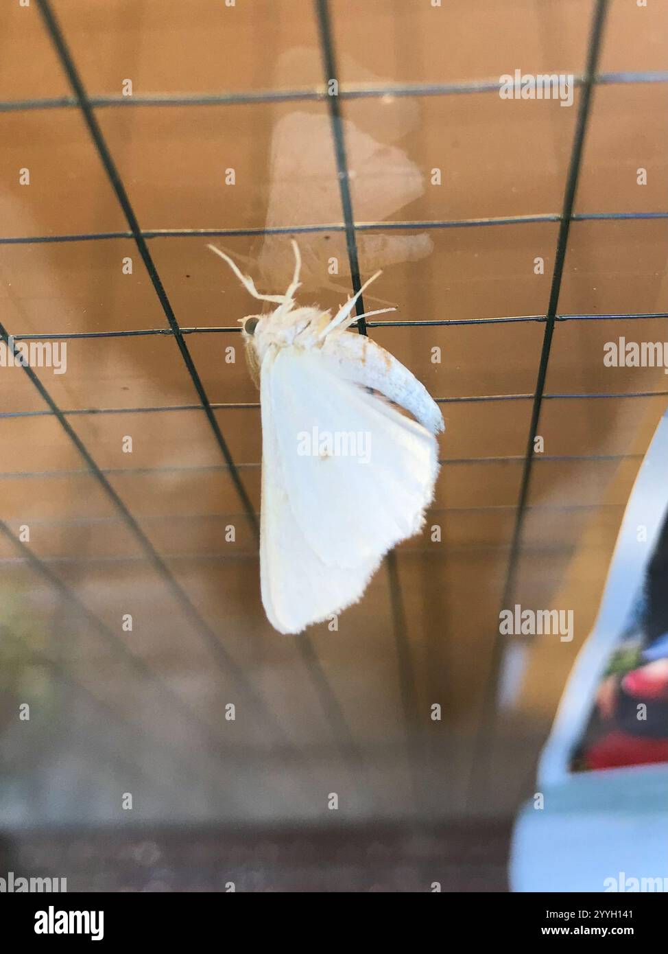 Ennomos subsignaria hi-res stock photography and images - Alamy
