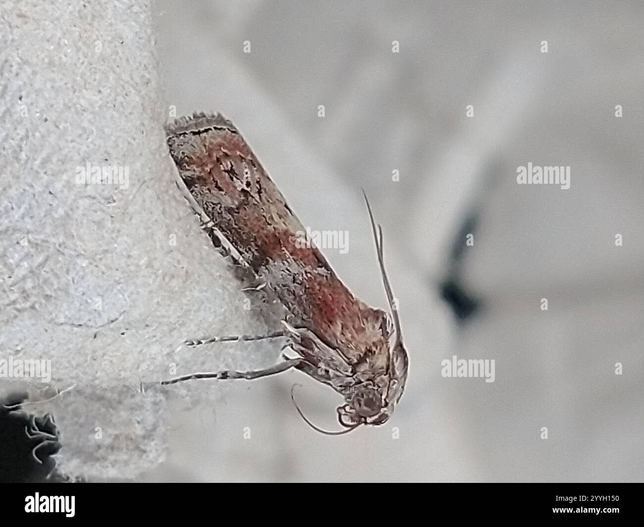 Dotted Oak Knot-horn (Phycita roborella Stock Photo - Alamy