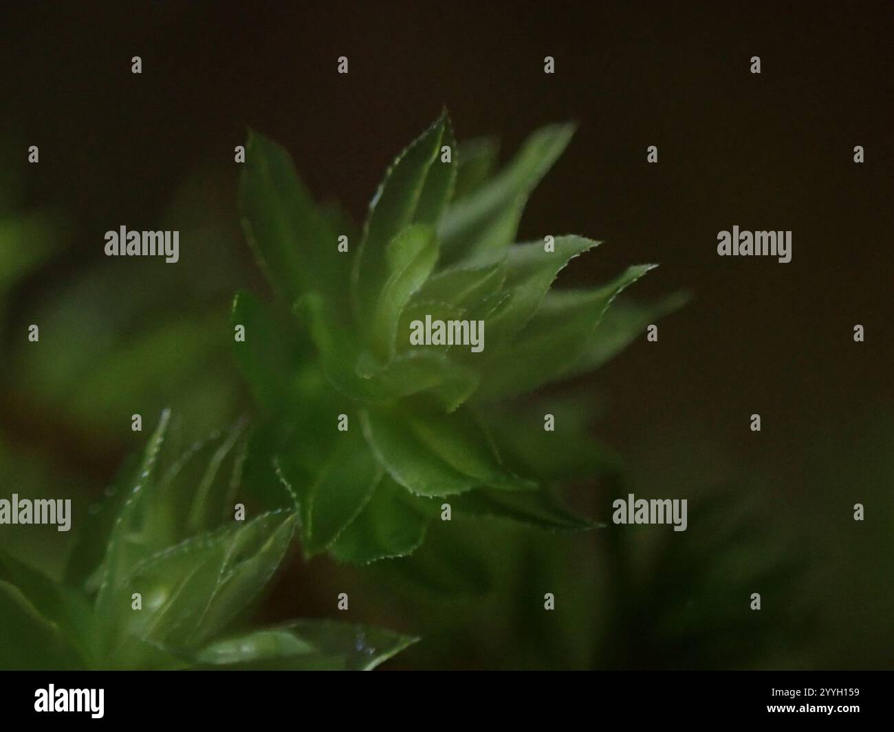 Thomson's Calcareous Moss (Mnium thomsonii Stock Photo - Alamy