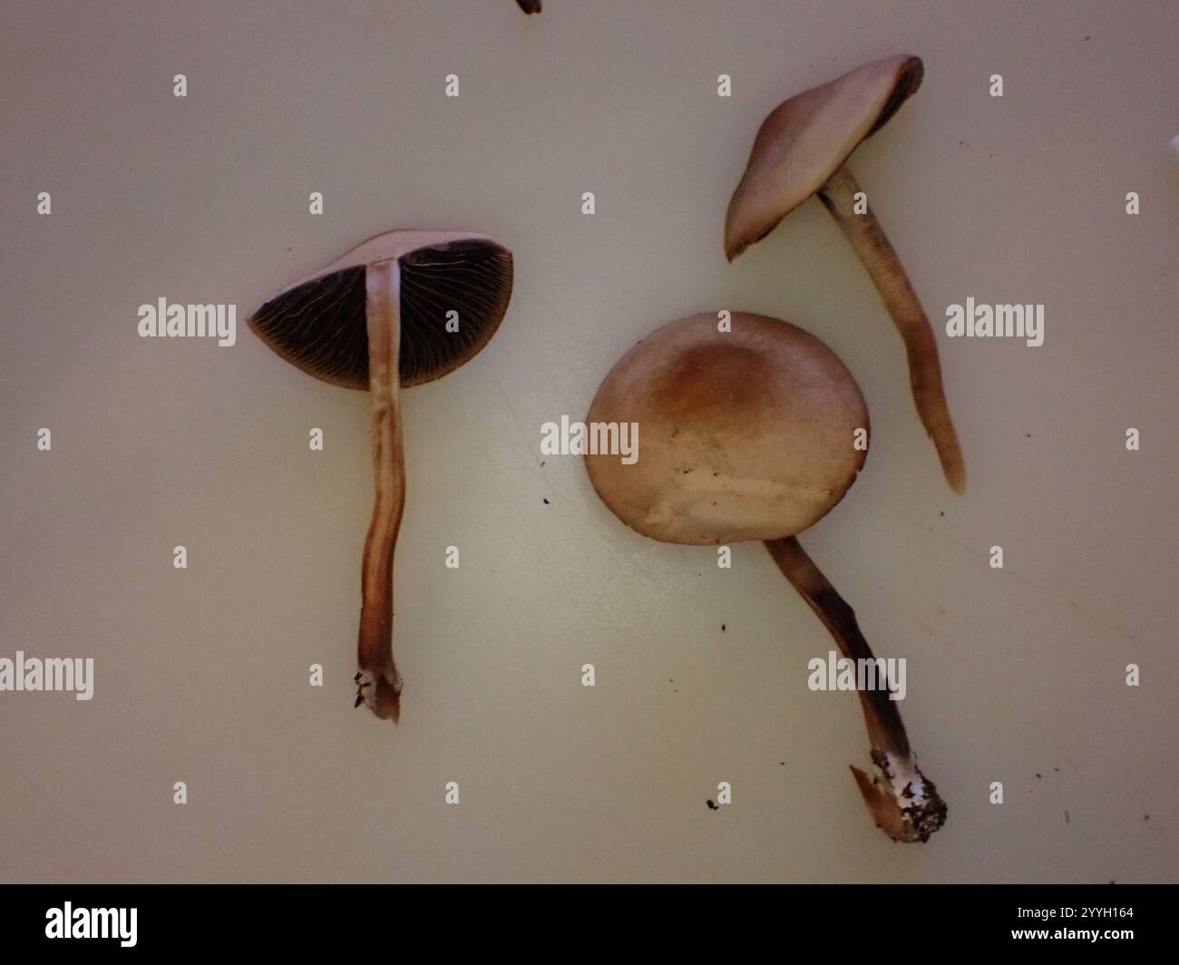 Banded Mottlegill (Panaeolus cinctulus Stock Photo - Alamy