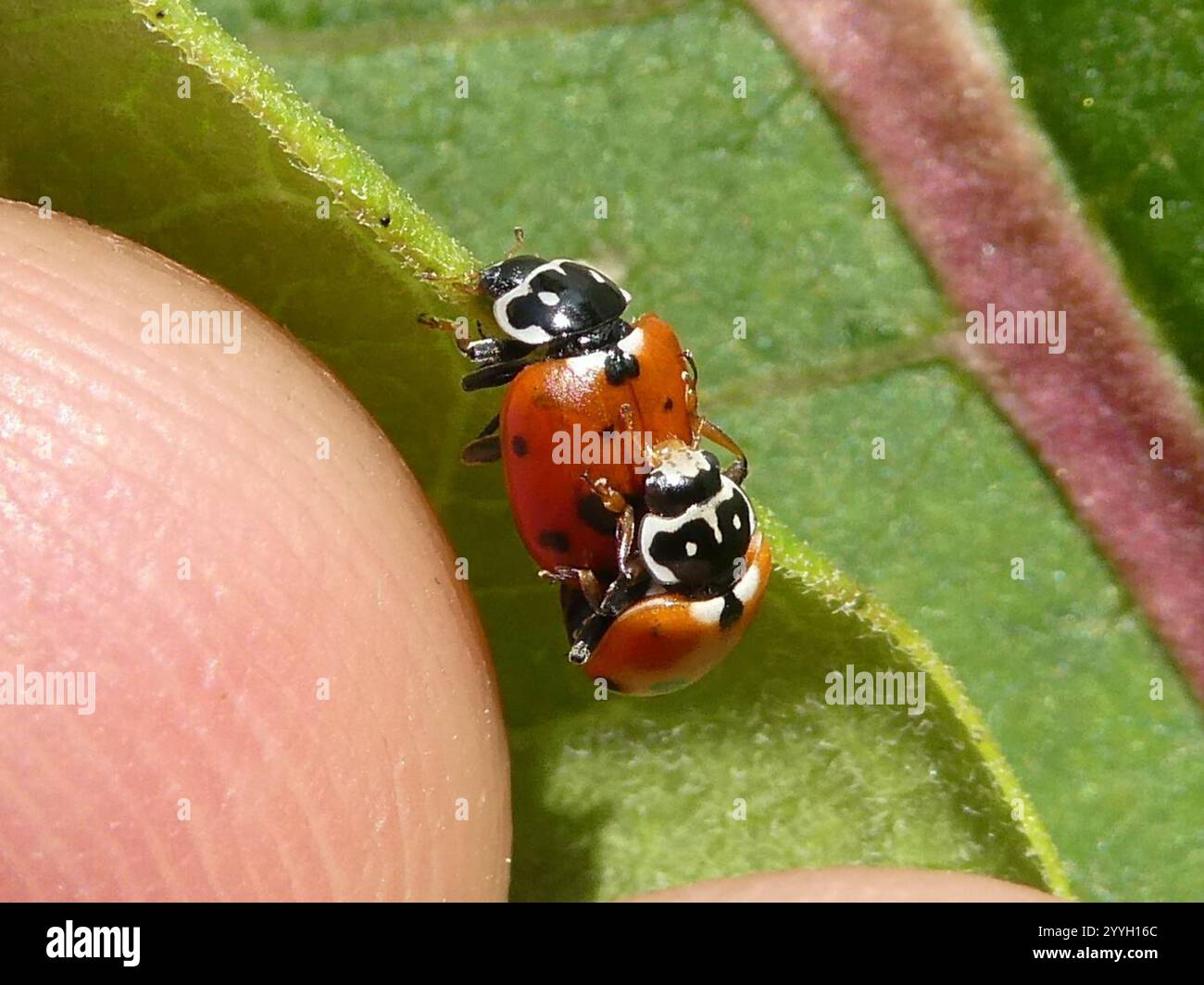 Variegated Lady Beetle (Hippodamia variegata Stock Photo - Alamy