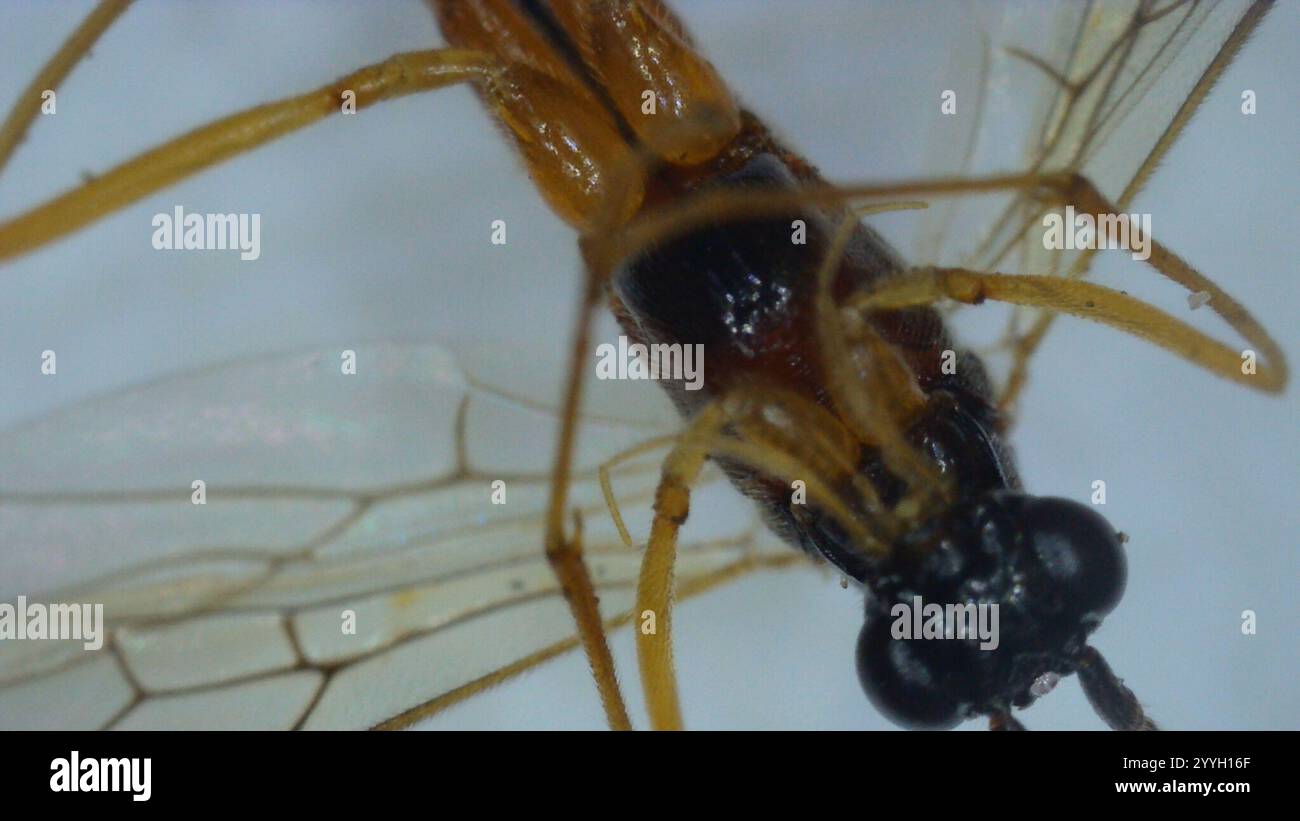 Macrocentrus hi-res stock photography and images - Alamy