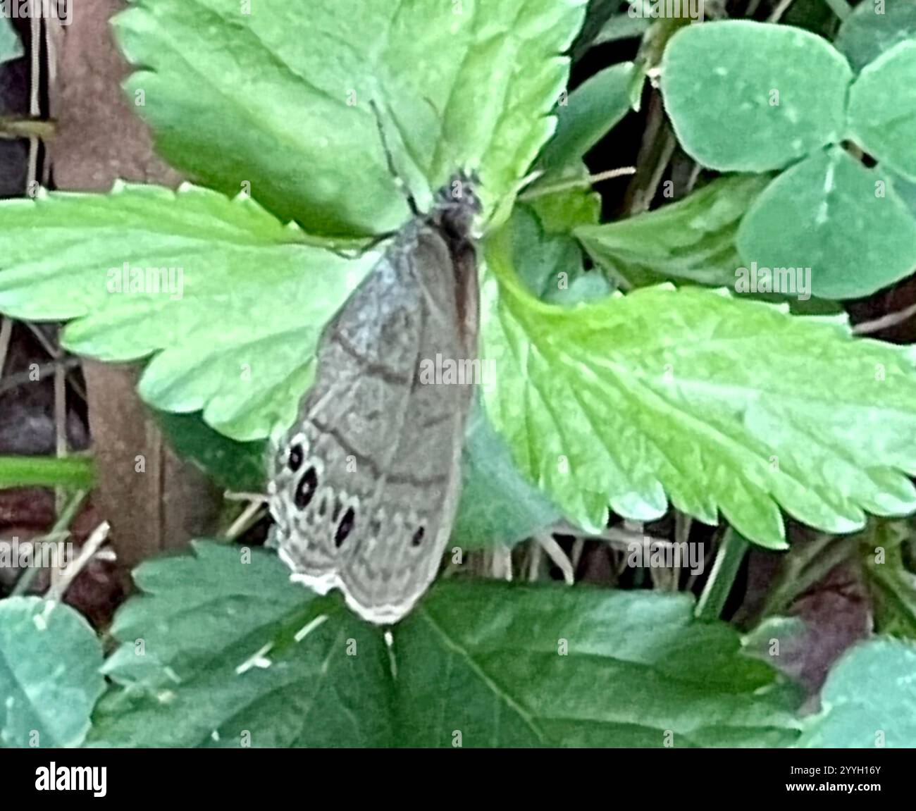 Carolina Satyr (Hermeuptychia sosybius Stock Photo - Alamy