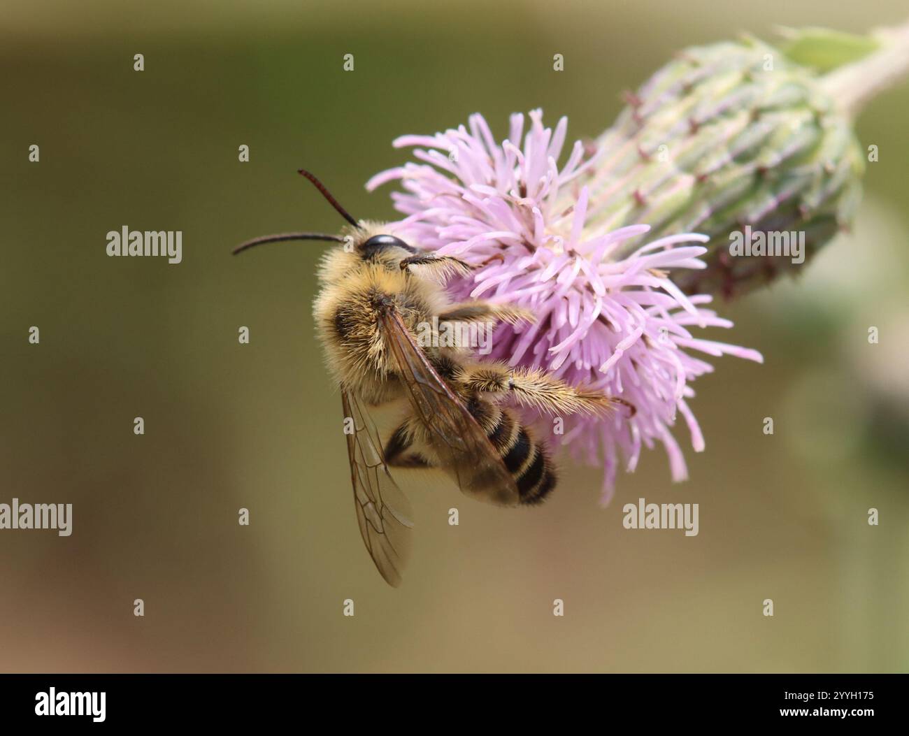 Pantaloon bees hi-res stock photography and images - Alamy