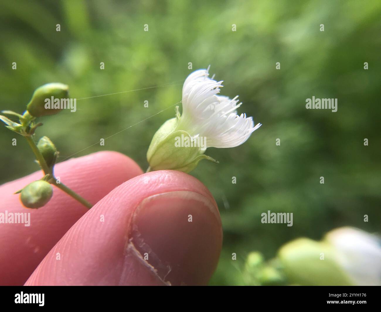 starry campion (Silene stellata Stock Photo - Alamy