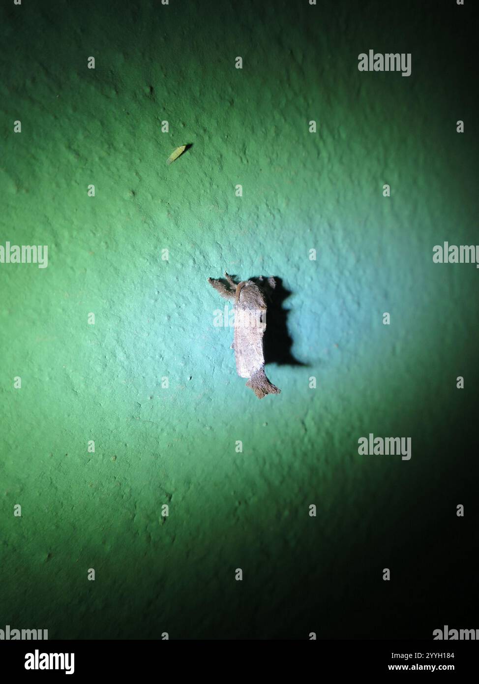 Flannel, Slug Caterpillar, Leaf Skeletonizer, and Allied Moths ...