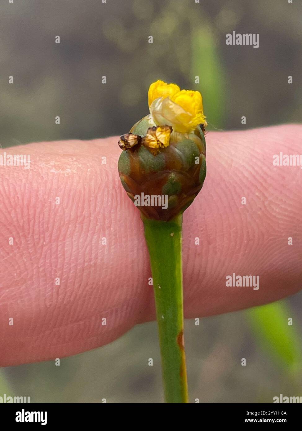 Bog Yellow-eyed Grass (Xyris difformis Stock Photo - Alamy