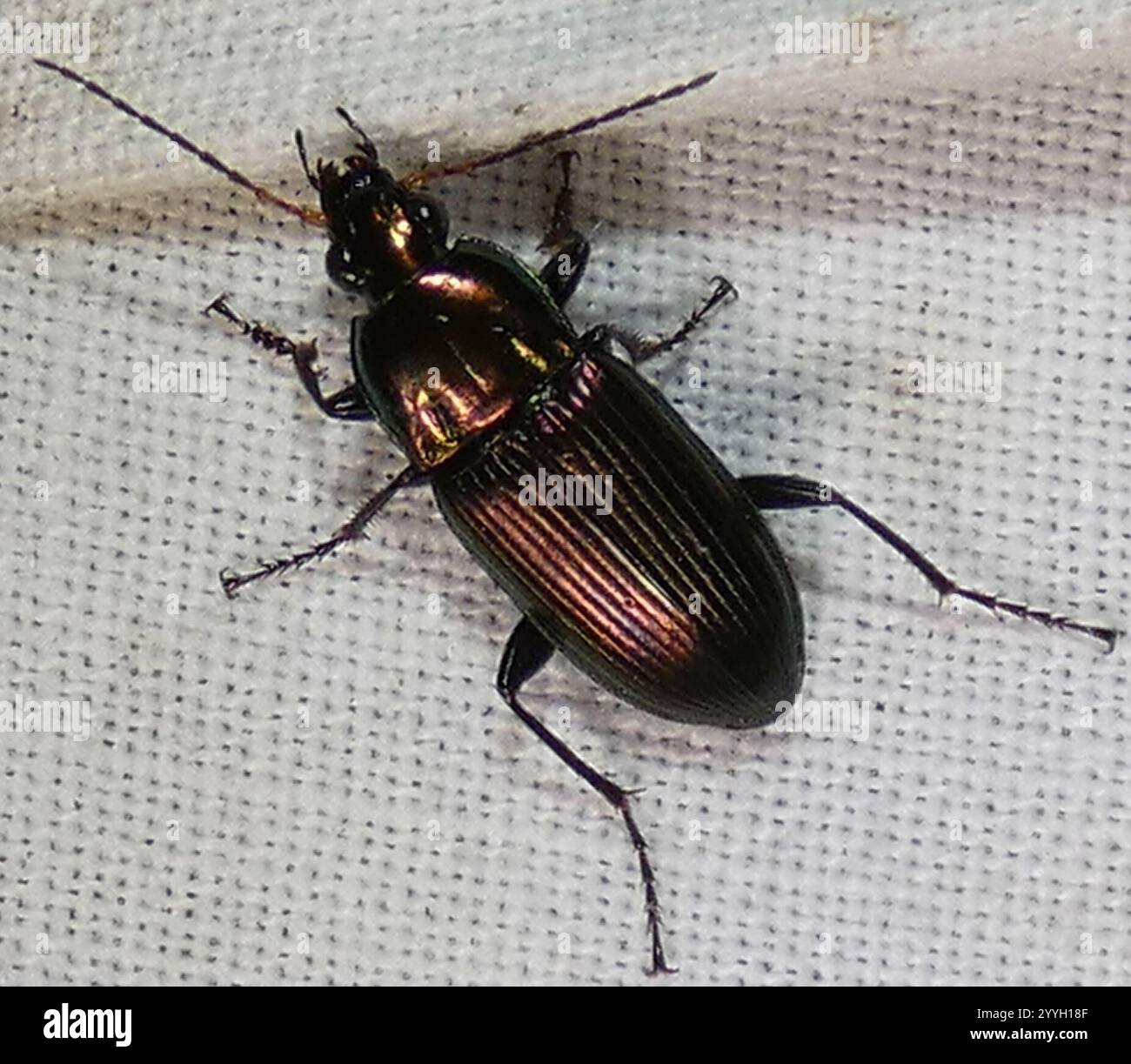Metallic Brown Harp Ground Beetle (Poecilus chalcites Stock Photo - Alamy