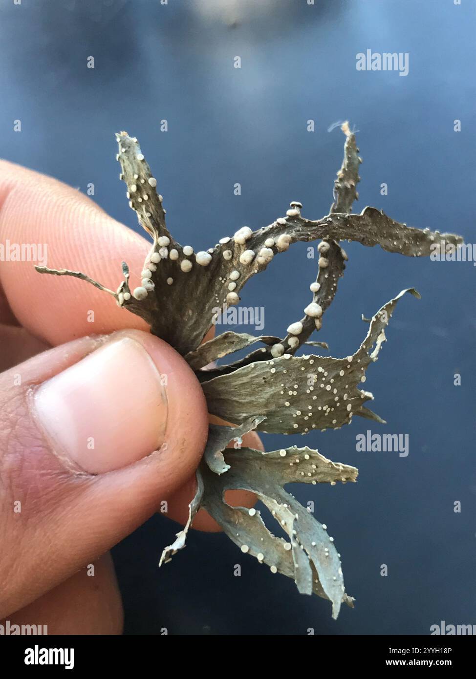 cartilage lichen (Ramalina celastri Stock Photo - Alamy