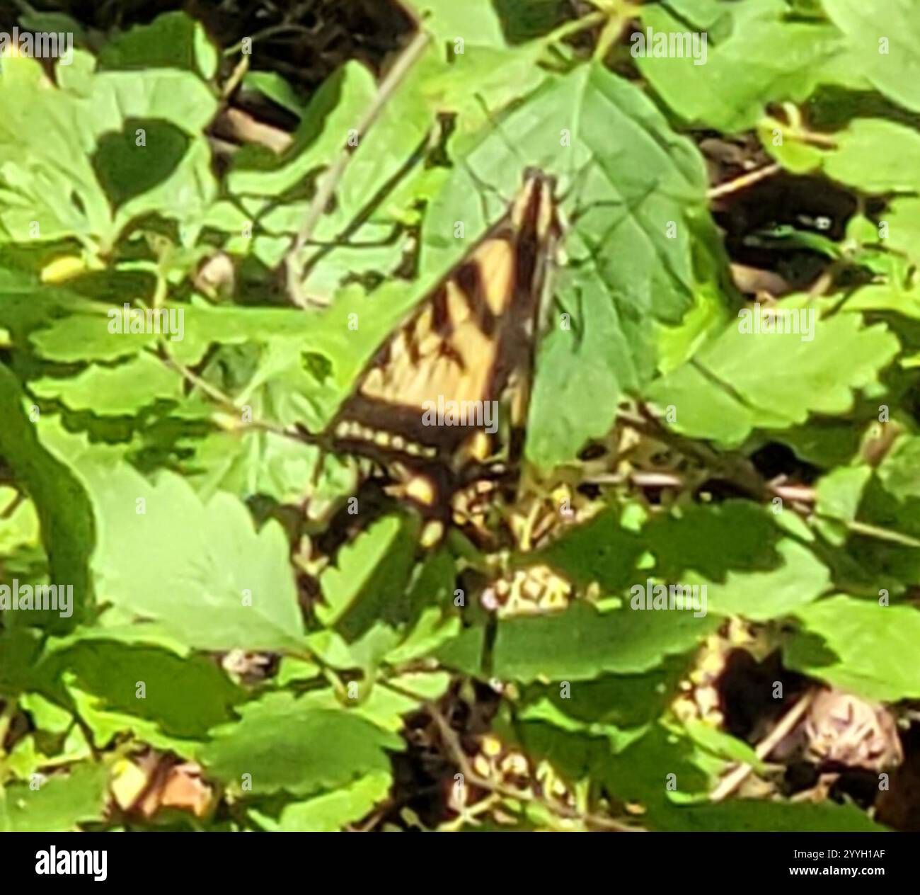 Western Tiger Swallowtail (Papilio rutulus Stock Photo - Alamy