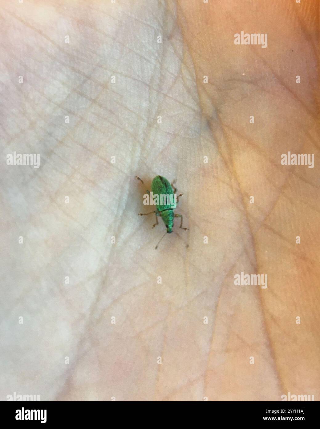 Green Immigrant Leaf Weevil (Polydrusus formosus Stock Photo - Alamy